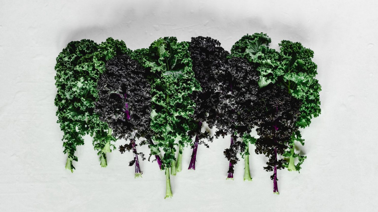 6 Bước Trồng và Chăm Sóc Cải Kale - TRIỆU HẠT GIỐNG